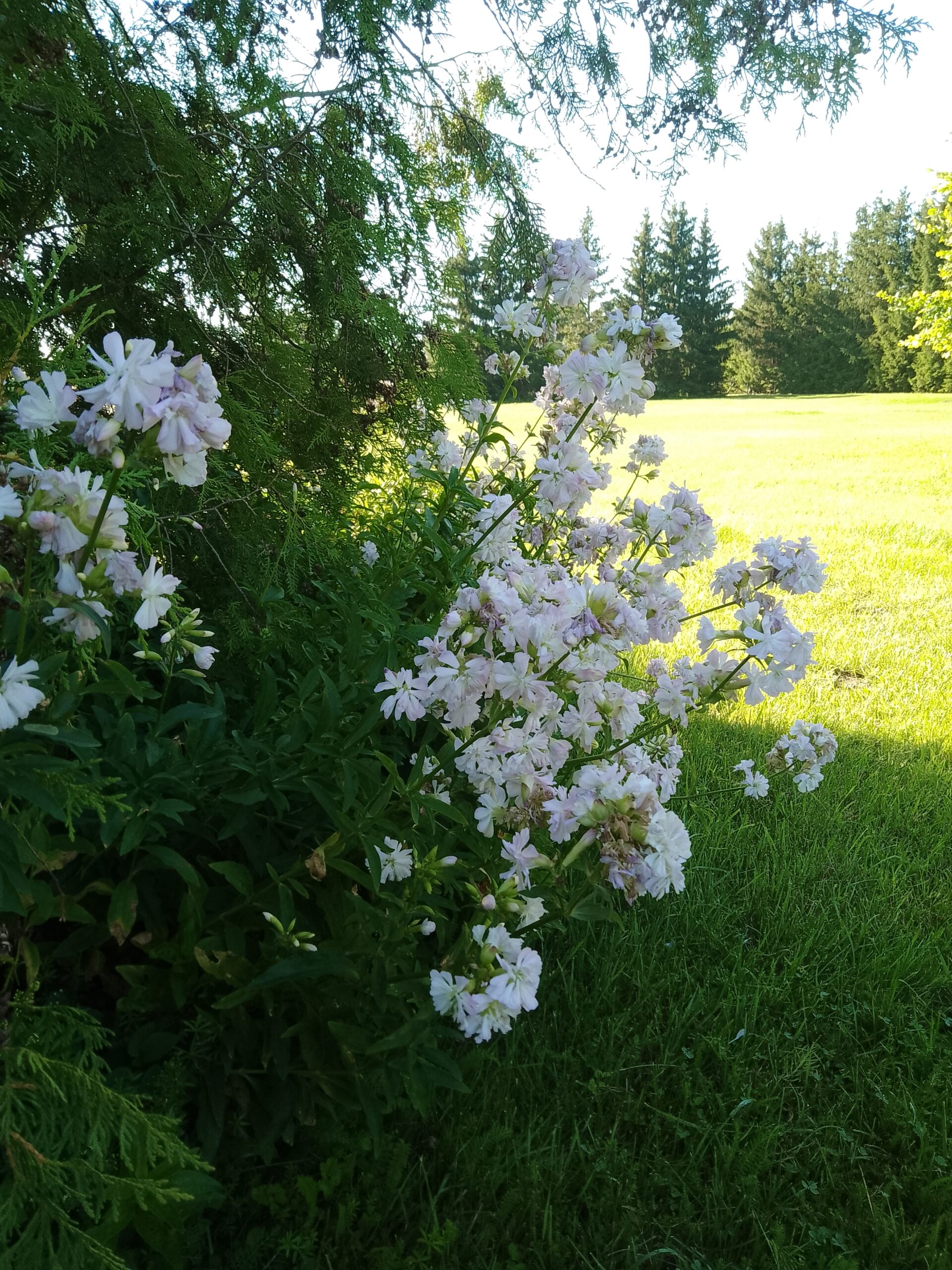 Mis kasu sünnib taluaia seebilillest (Saponaria Officinalis) peale ...